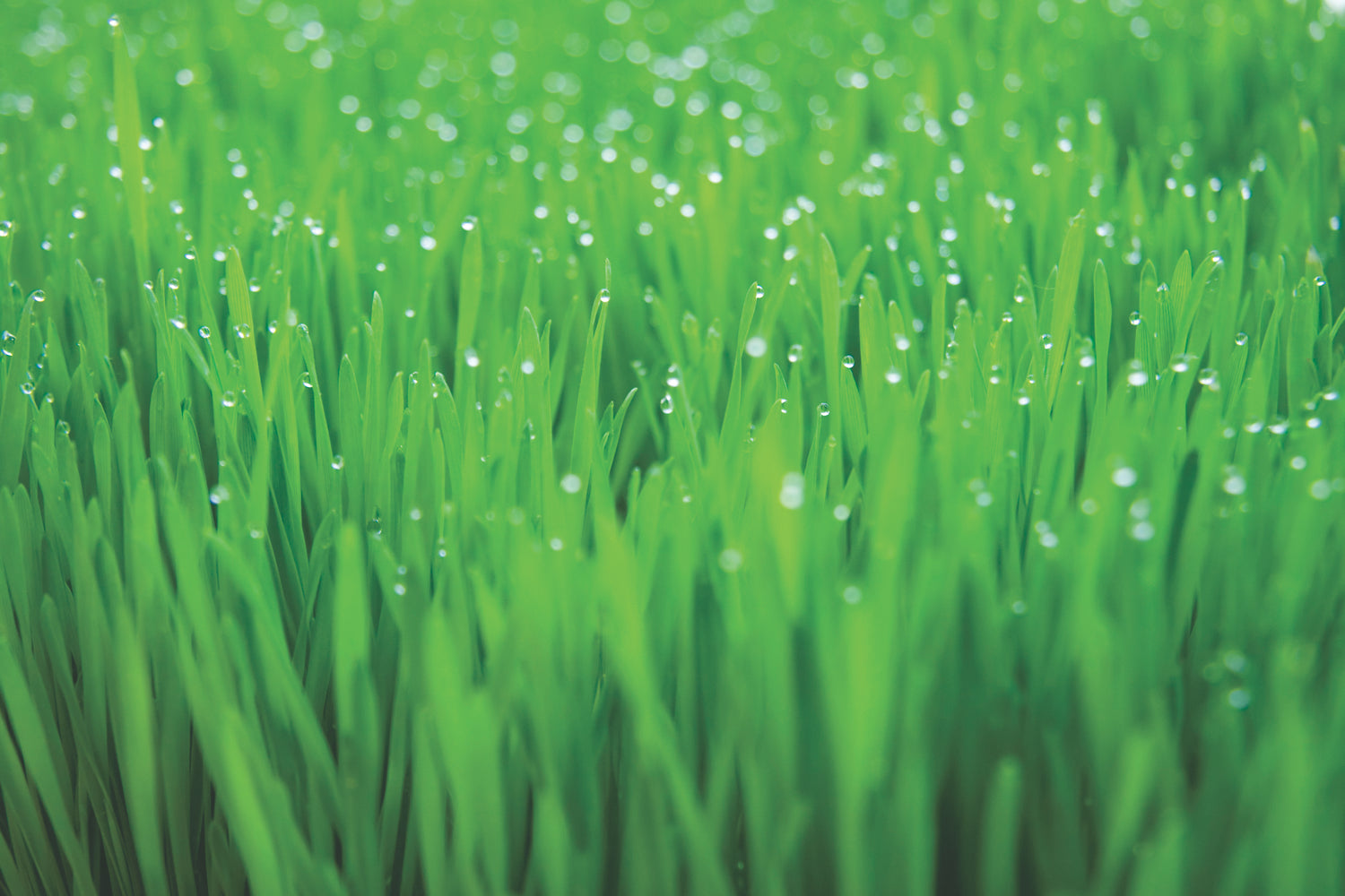 About Us – Focal Point Communications - Growpro